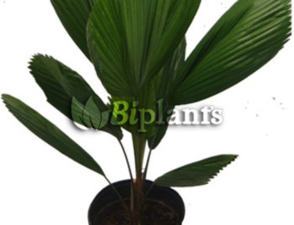 Palma Camedor - BI PLANTS
